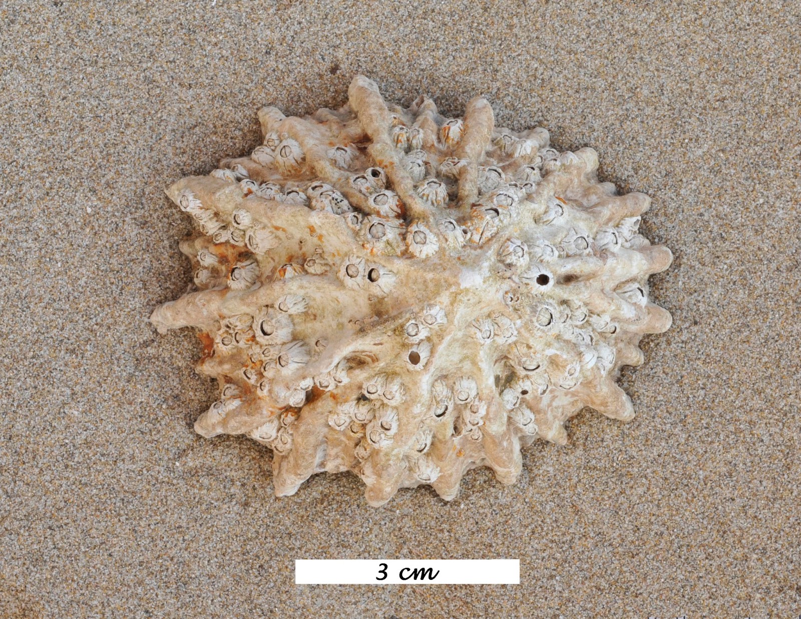 Tesoros a la orilla del mar: La gran lapa