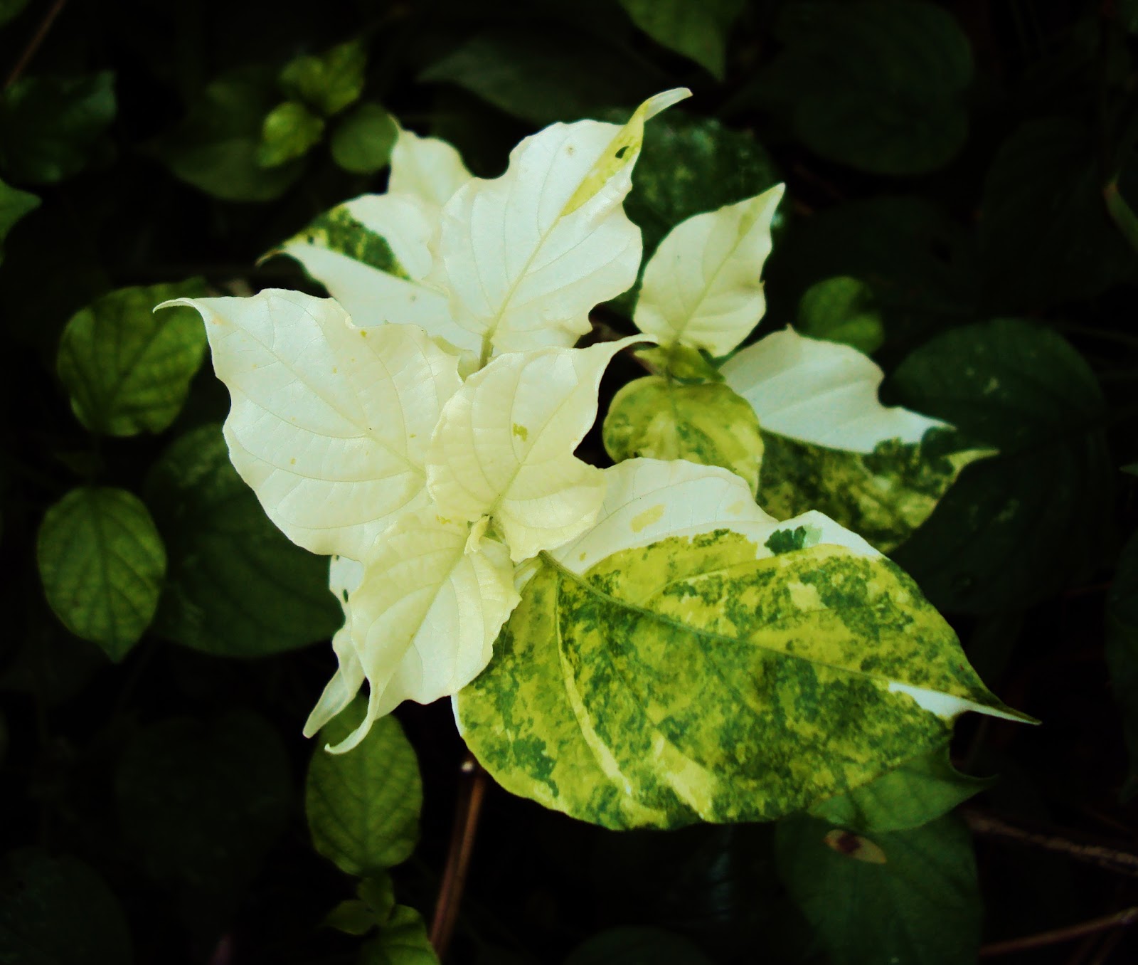 Biodiversity Capiz: Pueblo Wild Flowers