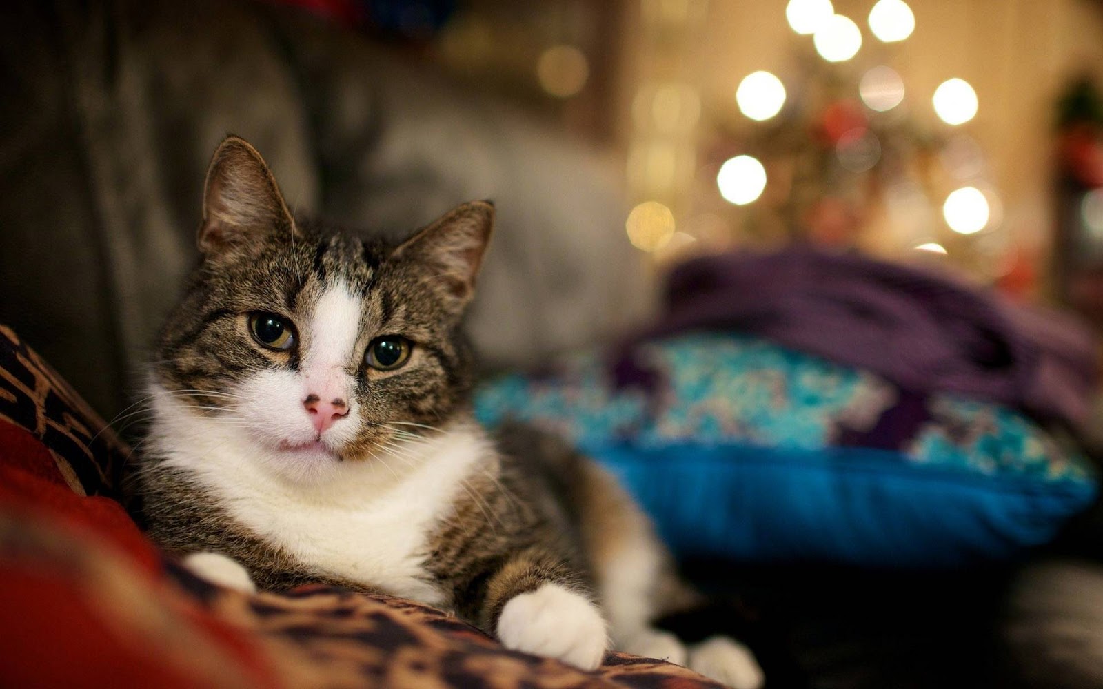 Relaxing Cat Wallpaper