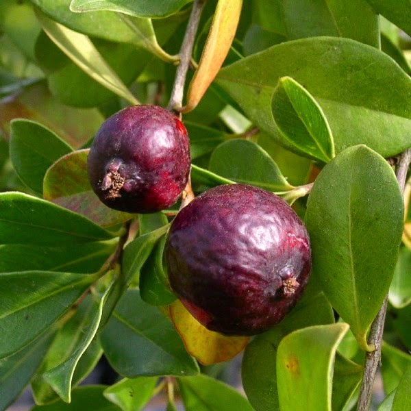 Le goyavier, source de vitamine C | HabarizaComores.com | Toute l ...