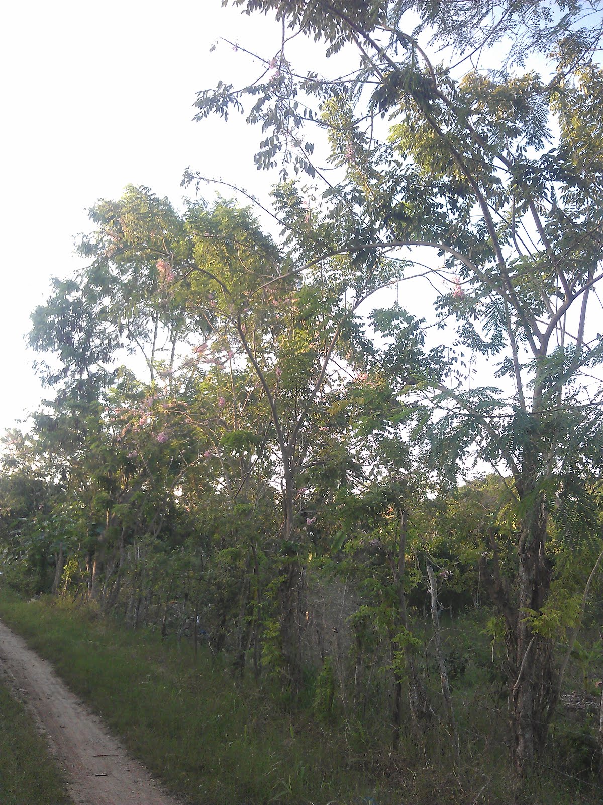 El piñón, árbol de mil usos (Gliricidia Sepium)