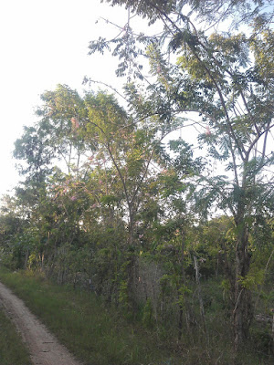 El piñón, árbol de mil usos (Gliricidia Sepium)
