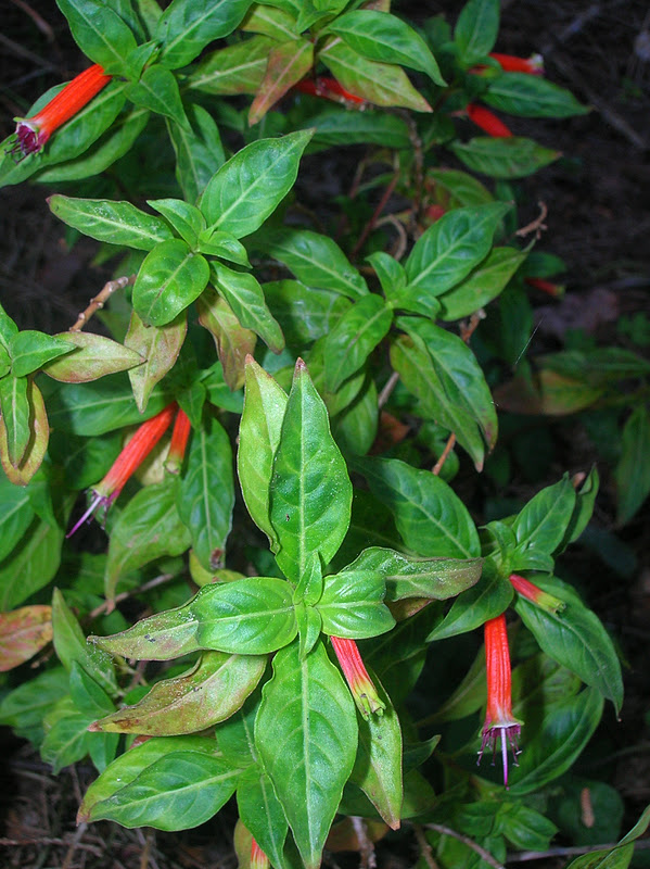 Recregarden: CUPHEA IGNEA