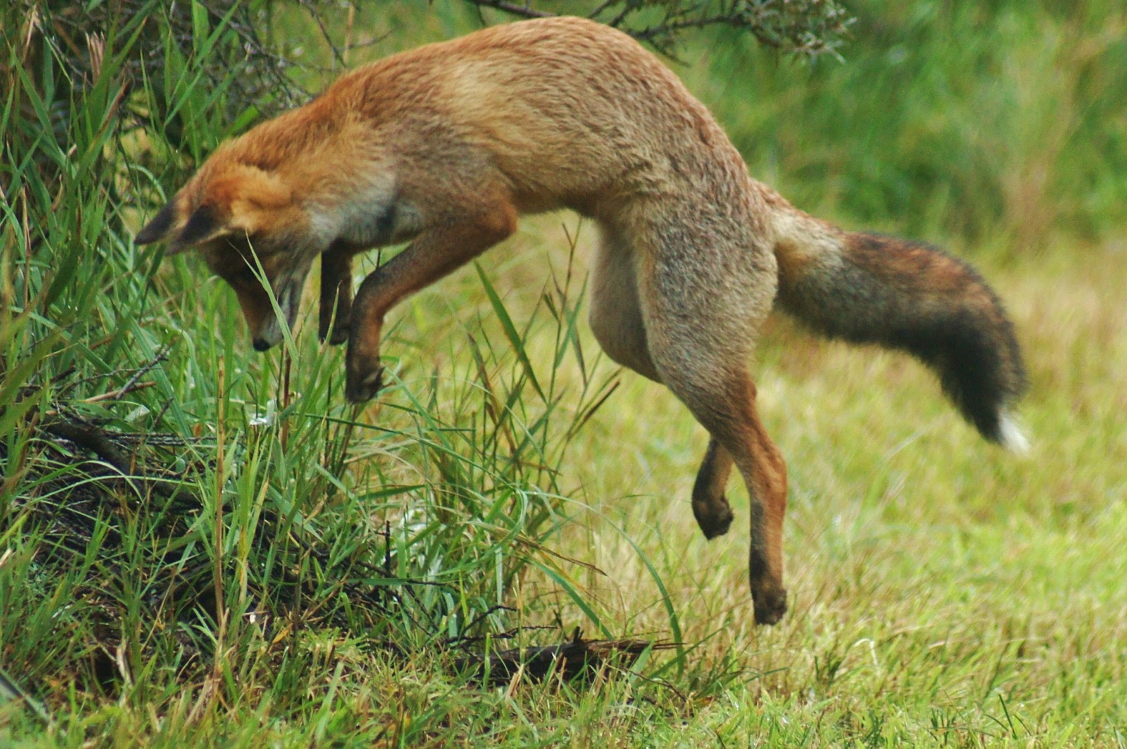 AMSTERDAMSE WATERLEIDINGDUINEN AWD: De Vos