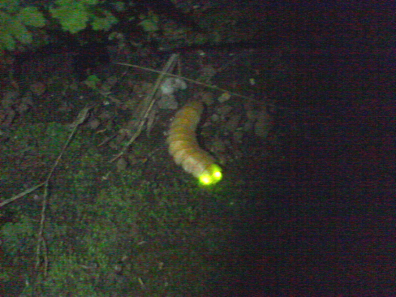 Tahukah Kamu: Ulat Bercahaya....