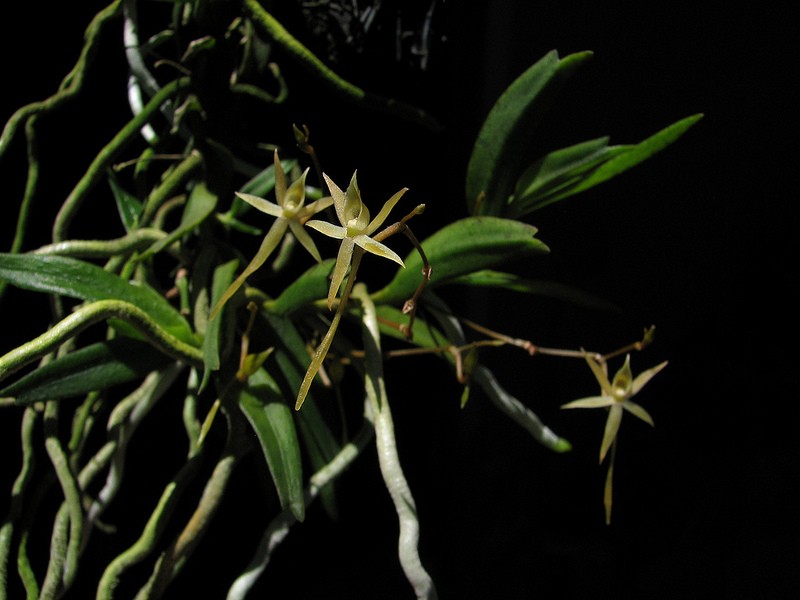 Angraecum cultriforme care and culture | Travaldo's blog