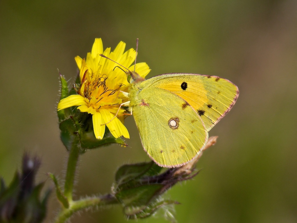 Roy's Nature Logbook: Clouded Yellow Butterfly
