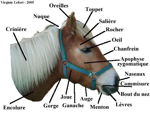 Horse is Life. ♥♪: G1. Les parties principales de l’extérieur de sa ...