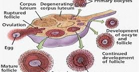MIDWIFERY: FOLIKULOGENESIS