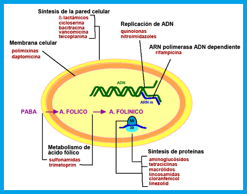 P-20 El antibiótico ............. inhibe la formación del enlace ...
