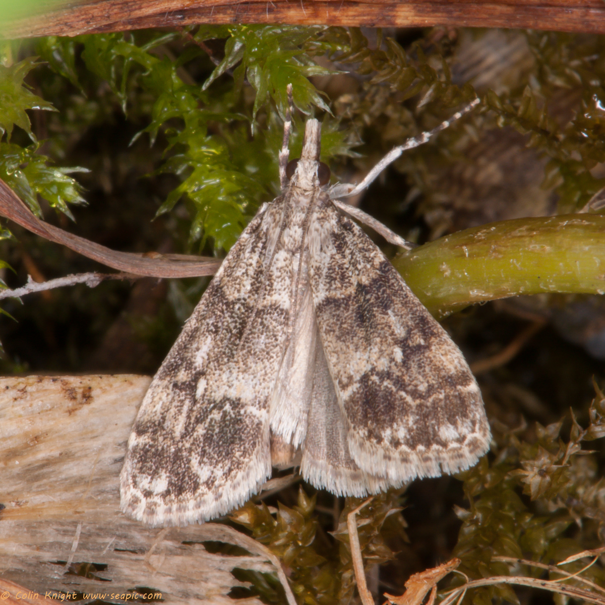 Postcards from Sussex: Kithurst moths and River Arun swim