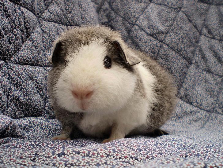 Caviastal Namasté: US-Teddy