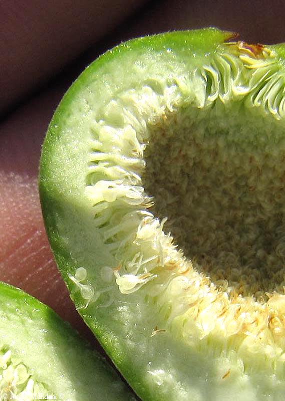 Sangrando en verde: Entre MAMAS y MAMONAS anda el juego