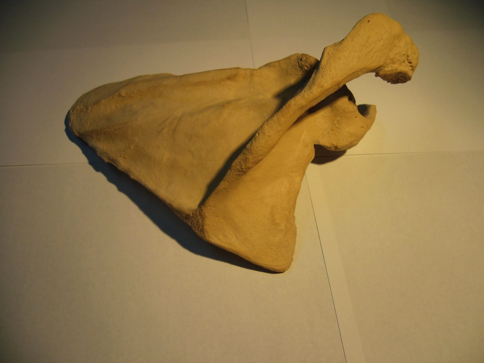 oase gips: Omoplat ( scapula )