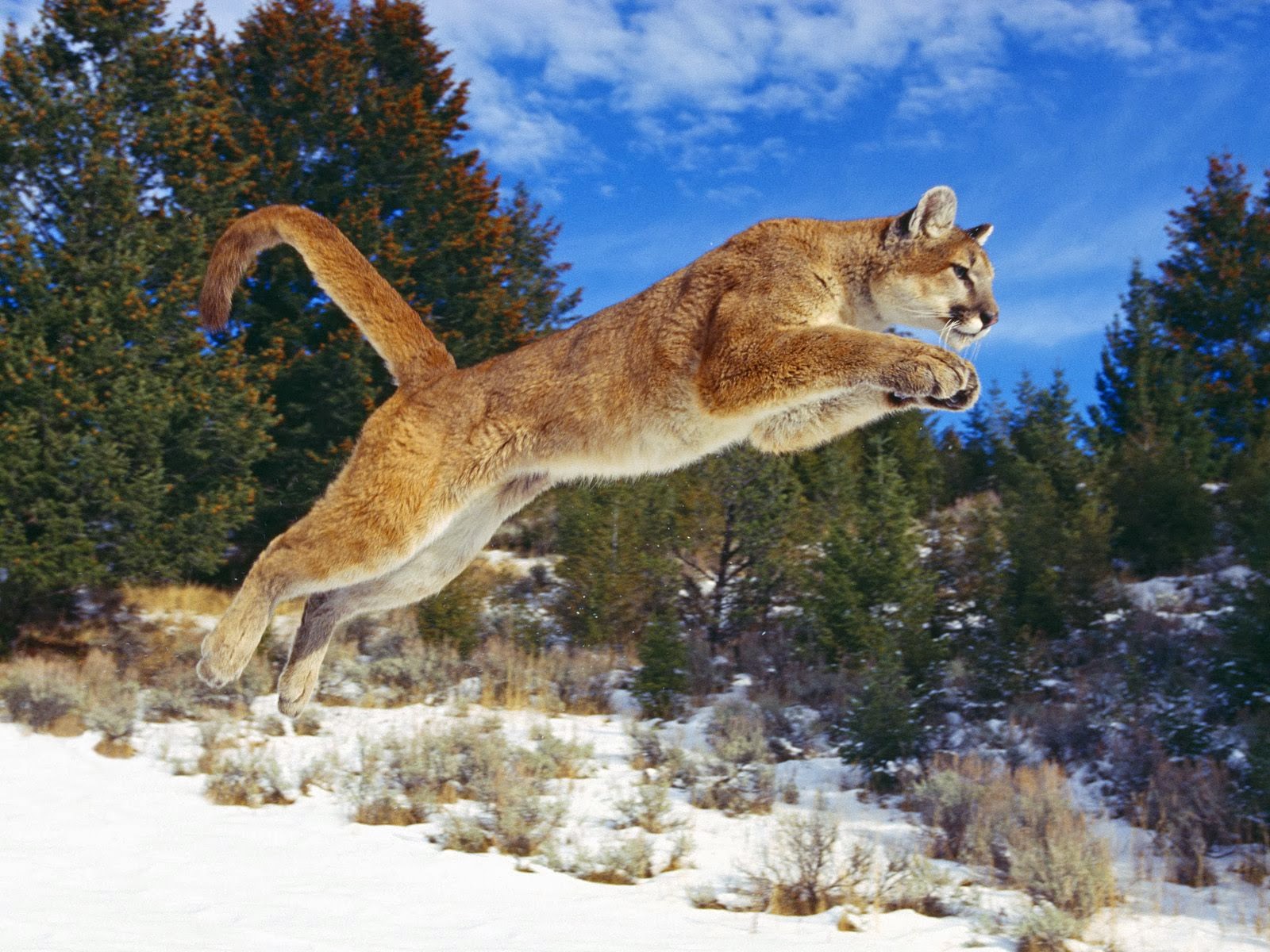 Lion Jumping Funny Wallpaper ~ w