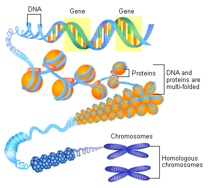 Substansi Genetika | Let's Learn Biology