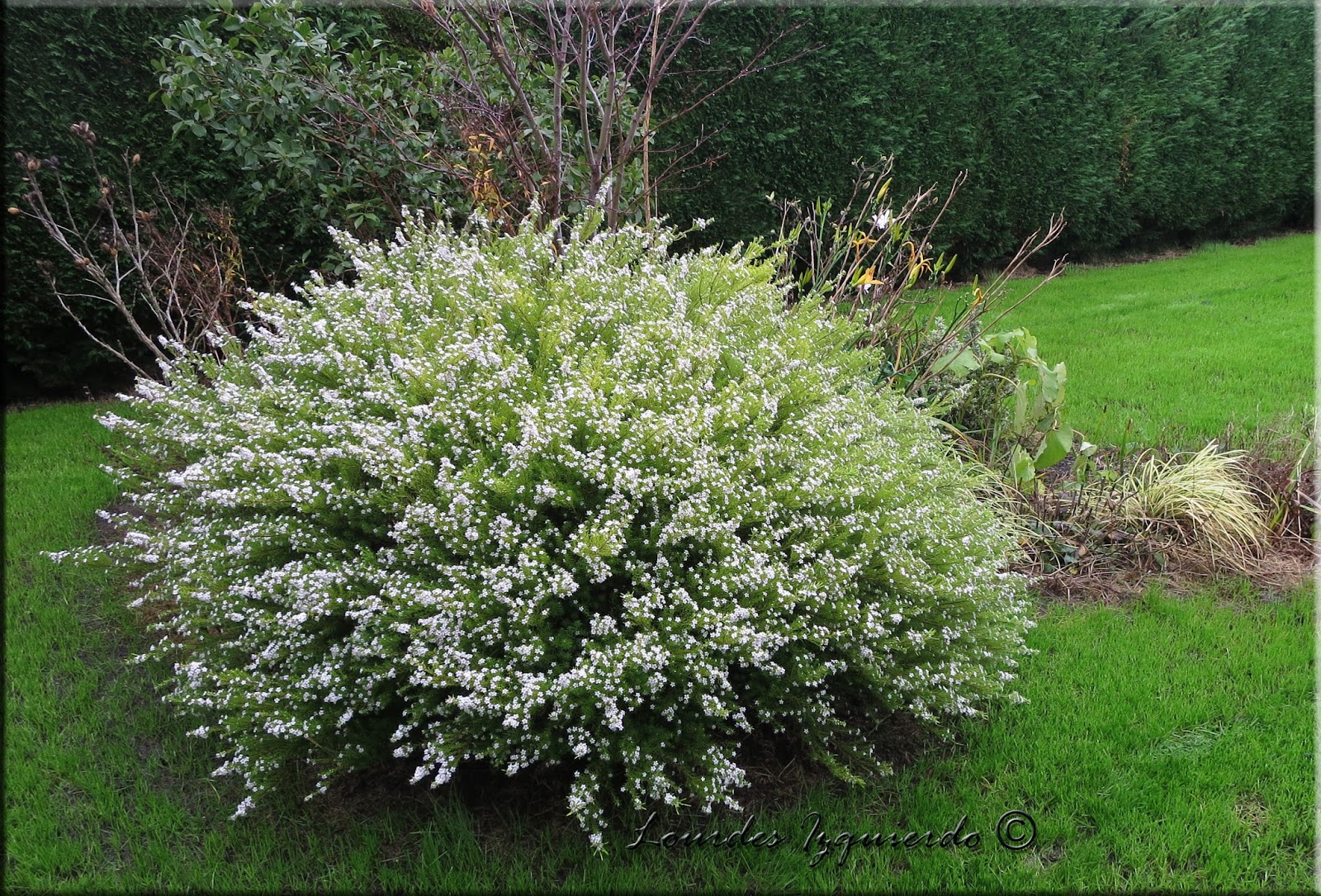El jardín de nunca acabar: Coleonema o Diosma