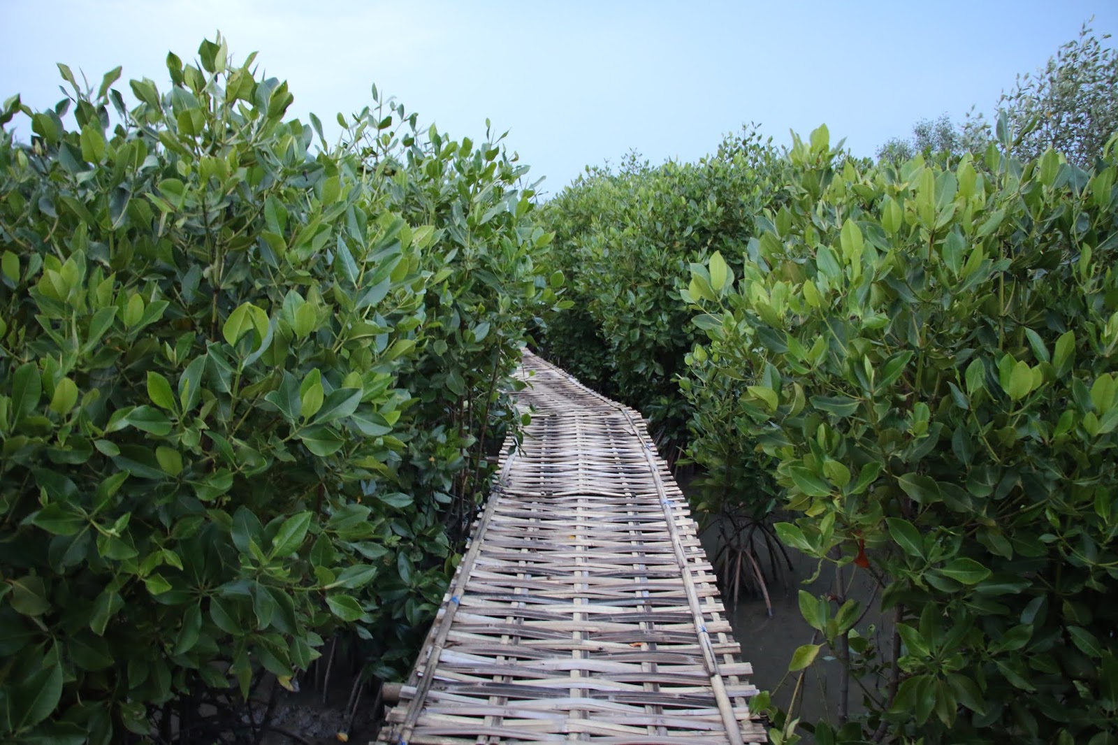 Hutan Mangrove Pantai Tiris Indramayu