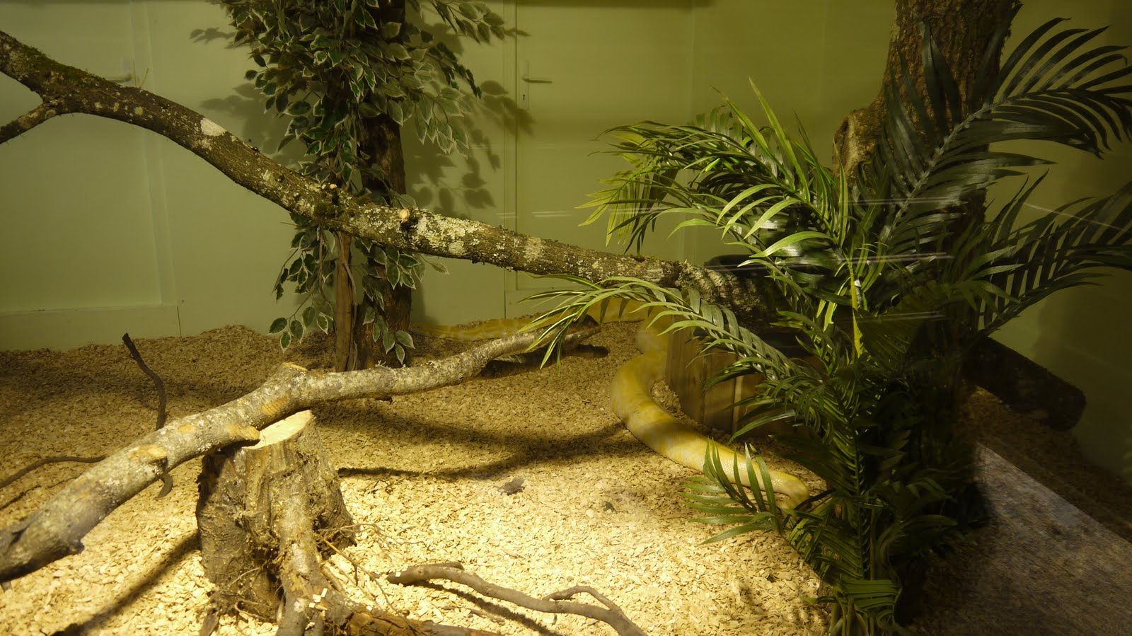 L'ACTUALITE DU ZOO DE JURQUES ( en Normandie ): Les serpents déménagent