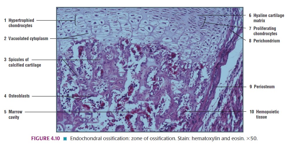 Histologi:Jaringan Tulang dan Kartilago | BlogK Putih