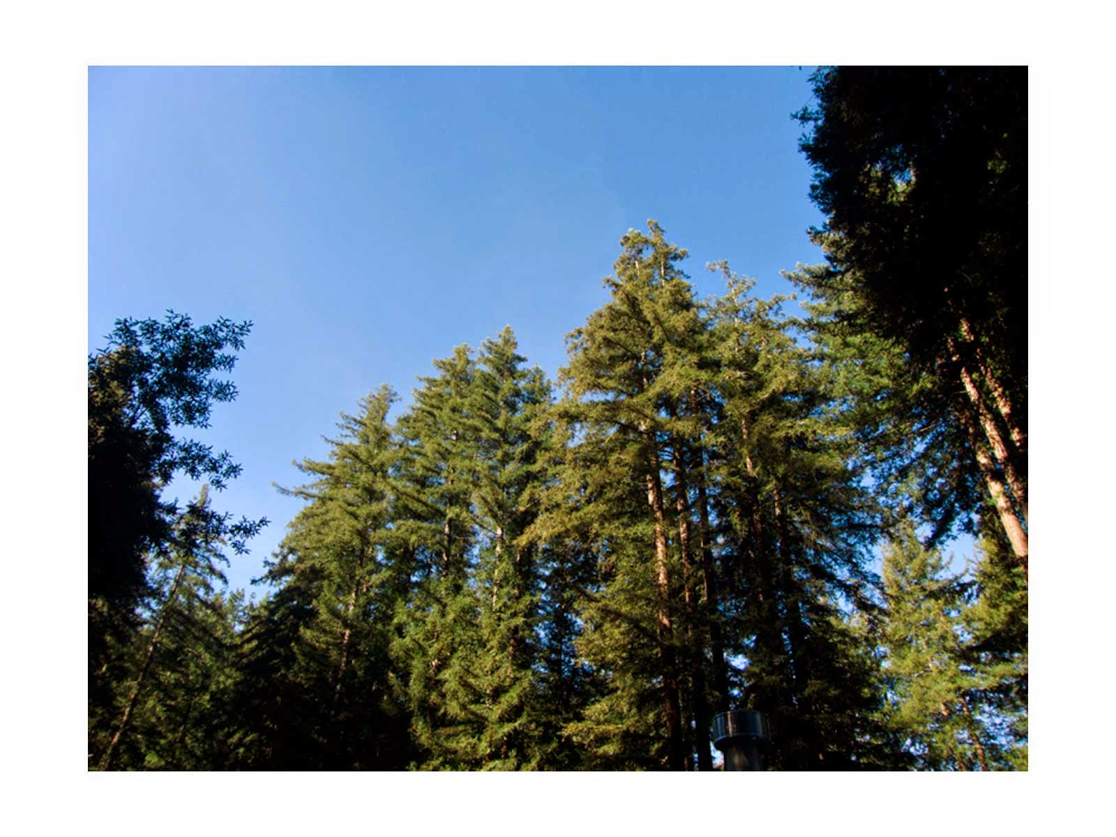 ImagiNation : GD: Tree Project High to Low