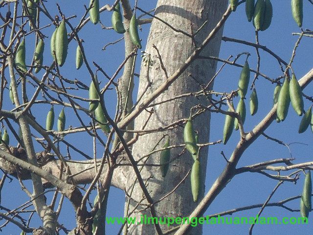 Ciri Khusus Pohon Randu dan Fungsinya | Materi dan Soal Biologi