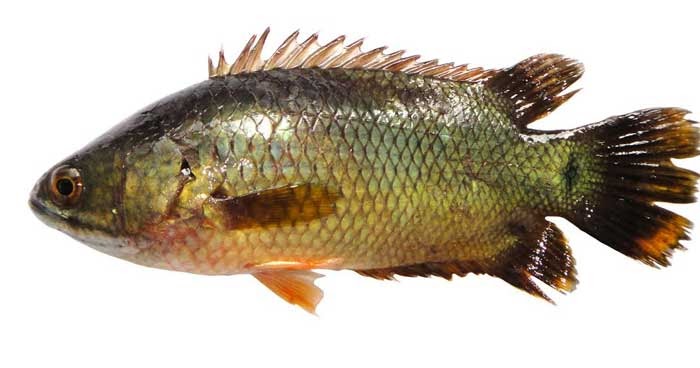 Ikan Betok dan Habitatnya | Blogger Mancing