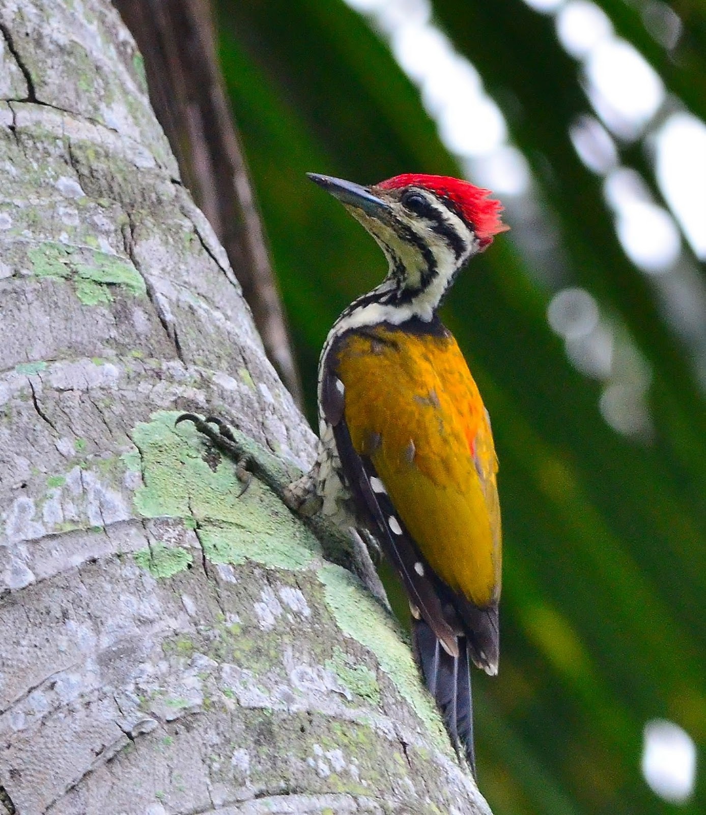 ksxbirds photography: common flameback Woodpecker@Dinopium javanense