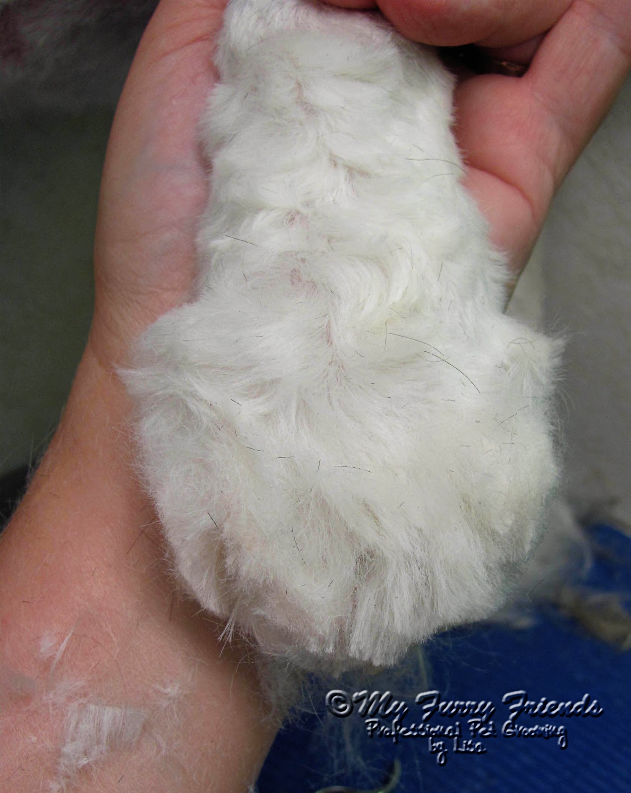 Pet Grooming: The Good, The Bad, & The Furry: Saving Matted Feet