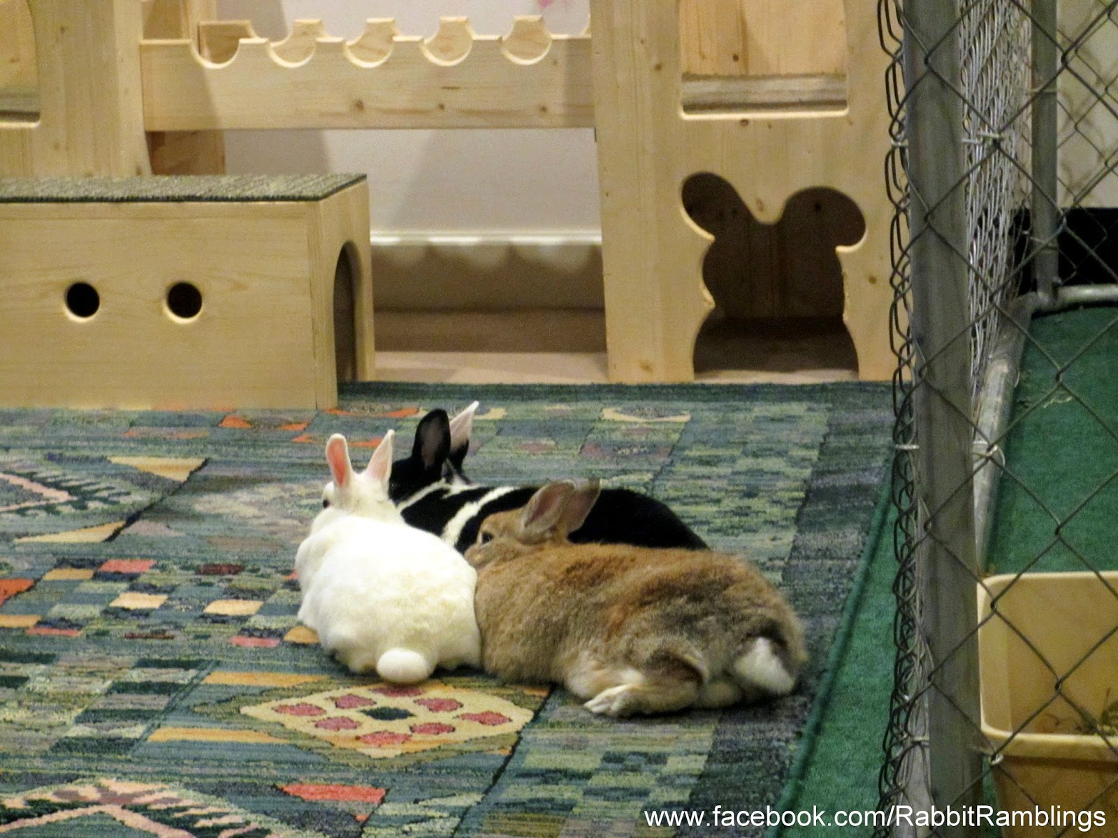 Rabbit Ramblings: Bunnies watching TV