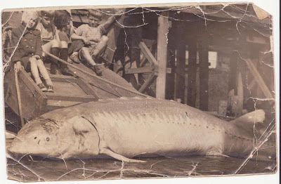 Whonnock History Notes: Giant sturgeon