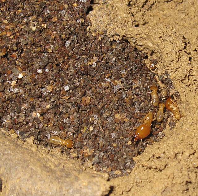 Photos and Info on Ants and Termites of Malaysia: Macrotermes Malaccensis