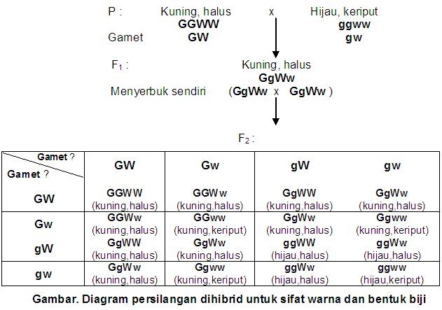 GENETIKA (PERSILANGAN) | BIOLOGYkipedia