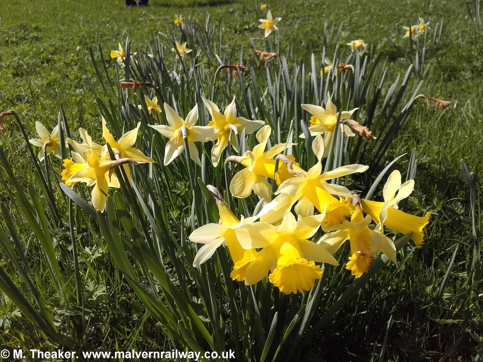 Malvern's Lost Railway: Dymock Daffodil Trail - Vell Mill