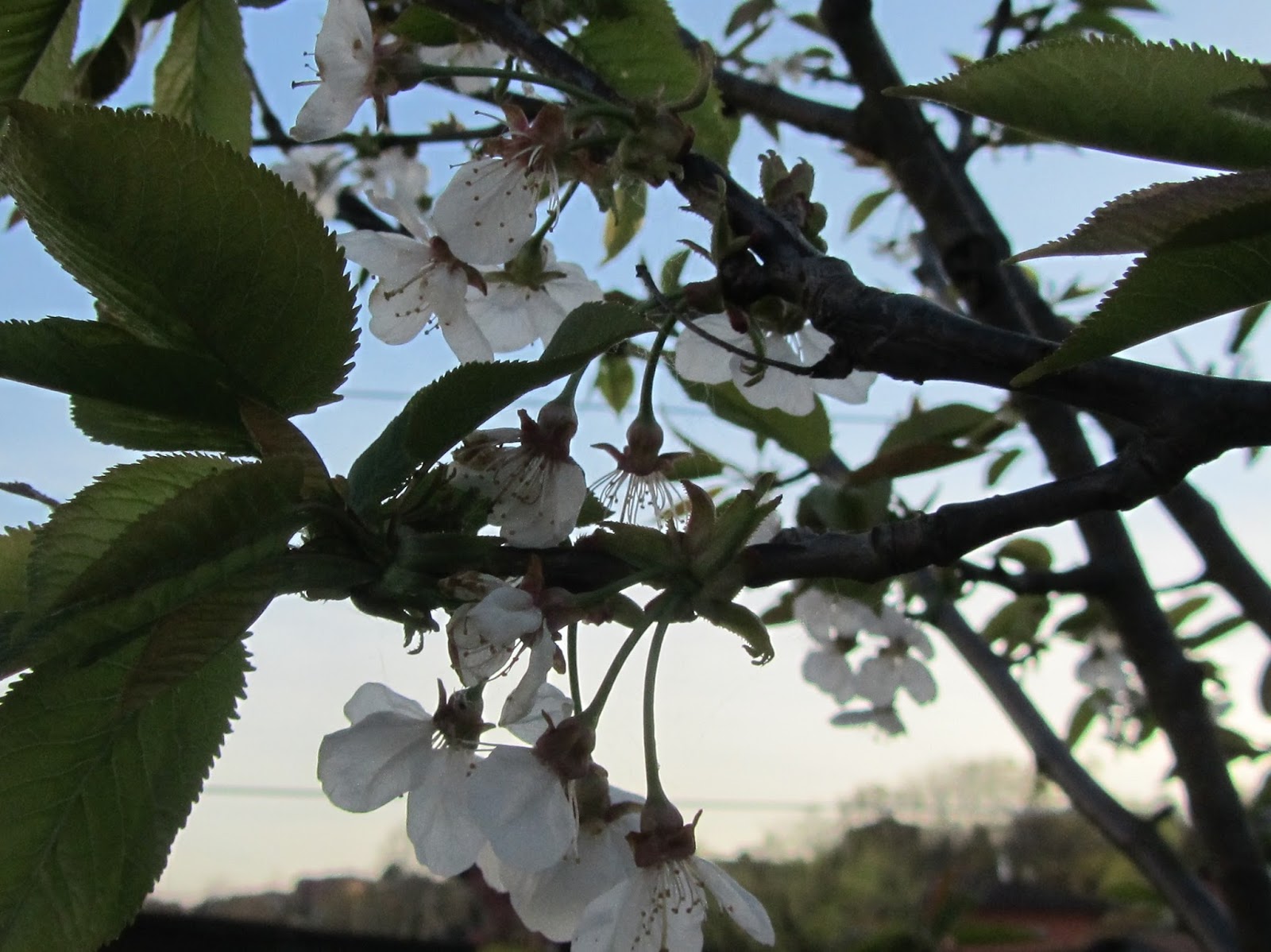 Come Coltivare il Ciliegio (Prunus avium) | Il Gusto Della Natura