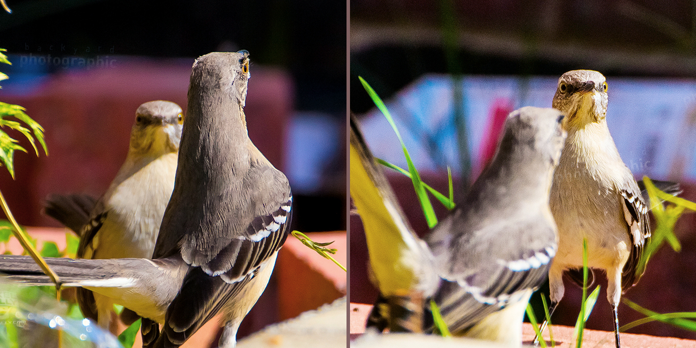 Backyard Photographic: 032. Mockingbird Battle