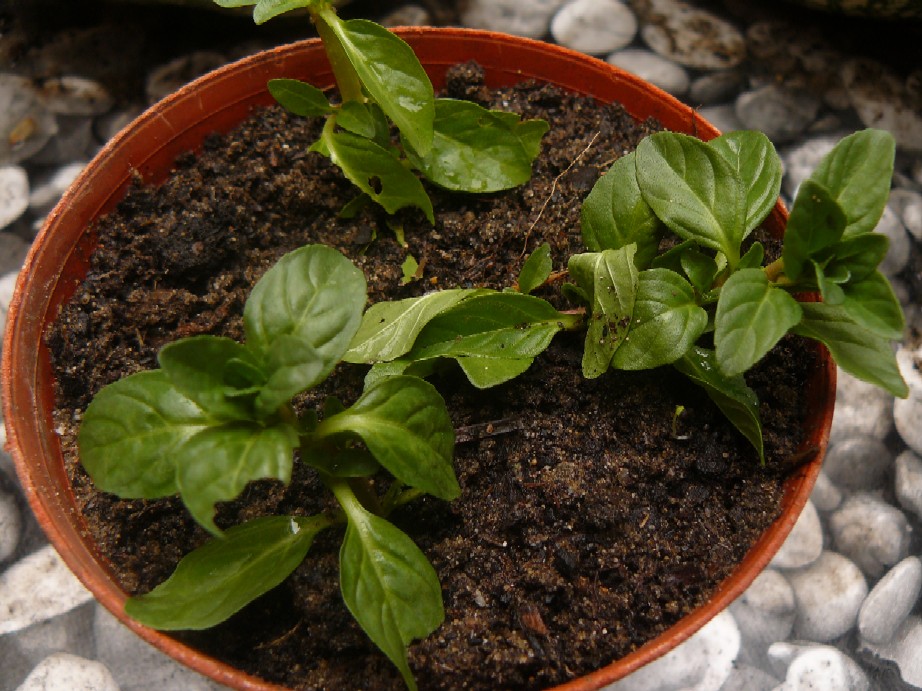 Outras Comidas: Cultivar Poejos