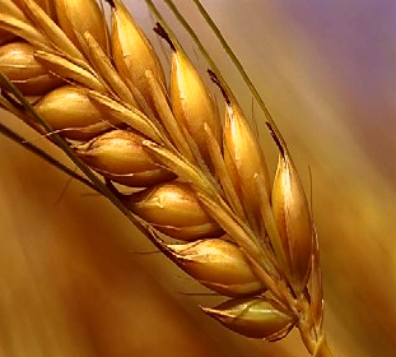 Bringing The Inside Out: Grain of Wheat