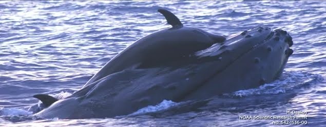 White Wolf : Dolphins and Whales Engage in Rare Interspecies Play (Video)