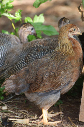 Scattering Seeds Farm: Welsummer Easter Egger mix