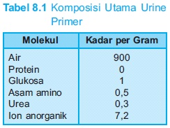 proses pembentukan urine ~ studyscience( •̃͡-̮•)
