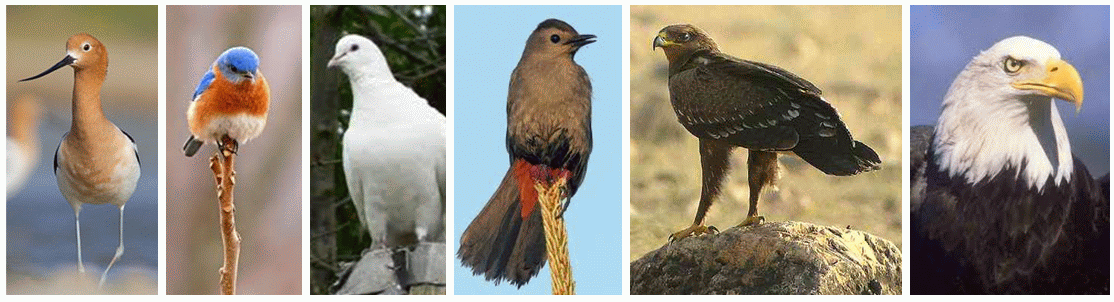 Bird Watching – Know the types of birds ~ Hobby Shobbys