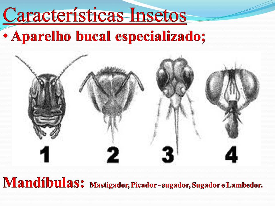 Viver à Biologia: Invertebrados Superiores (parte 2)