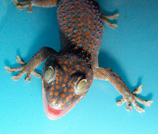 Great Collection For You: Gallery