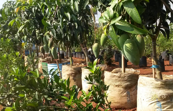 How To Start gardening Mango in a pot or poly bag | Gardening ...