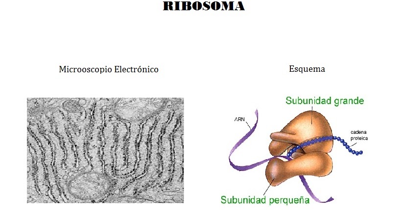 Organelas: RIBOSOMA