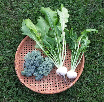 The Gardening Me: Harvest Monday - September 7, 2015
