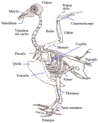 Pollo Engorde: Caracteristicas fisicas, Organos vitales, estructura ...