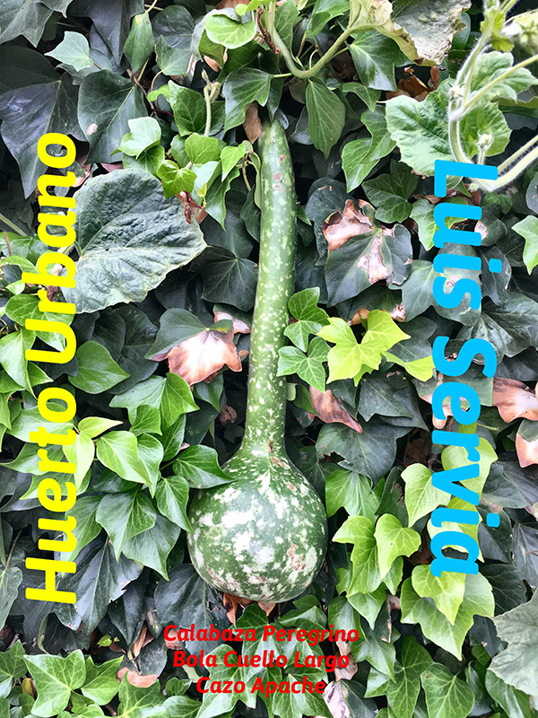 Huerto Urbano Luis Servia Borgas: CALABAZAS DEL PEREGRINO BOLA CON ...