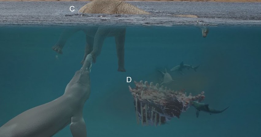 Species New to Science: [Paleontology • 2017] Reappraisal of ...